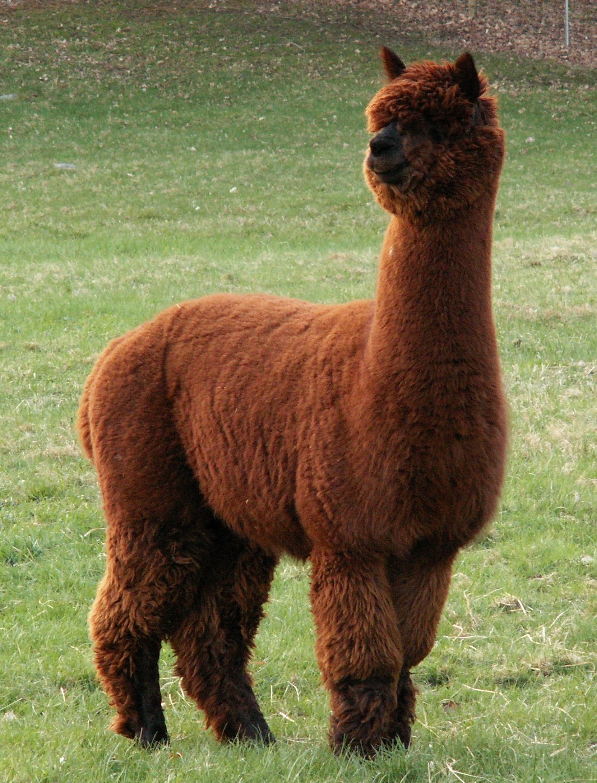 World All Animals: Alpacas