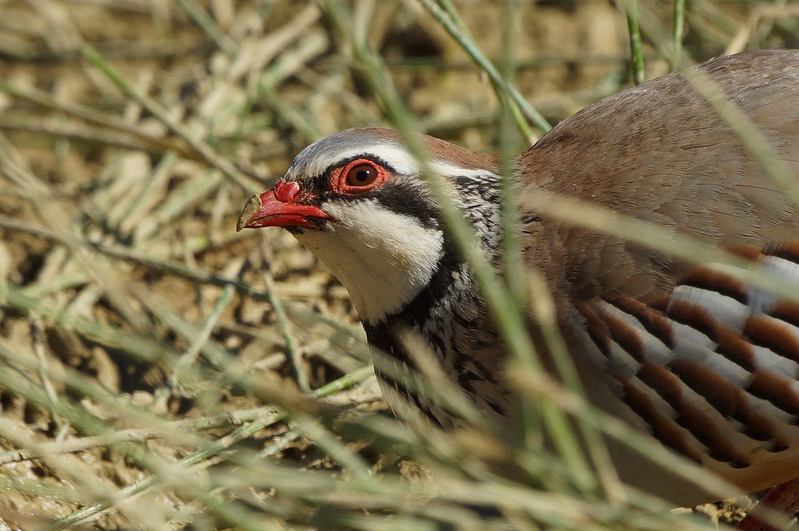 Pasión por las aves: Perdiz roja.(Alectoris rufa)
