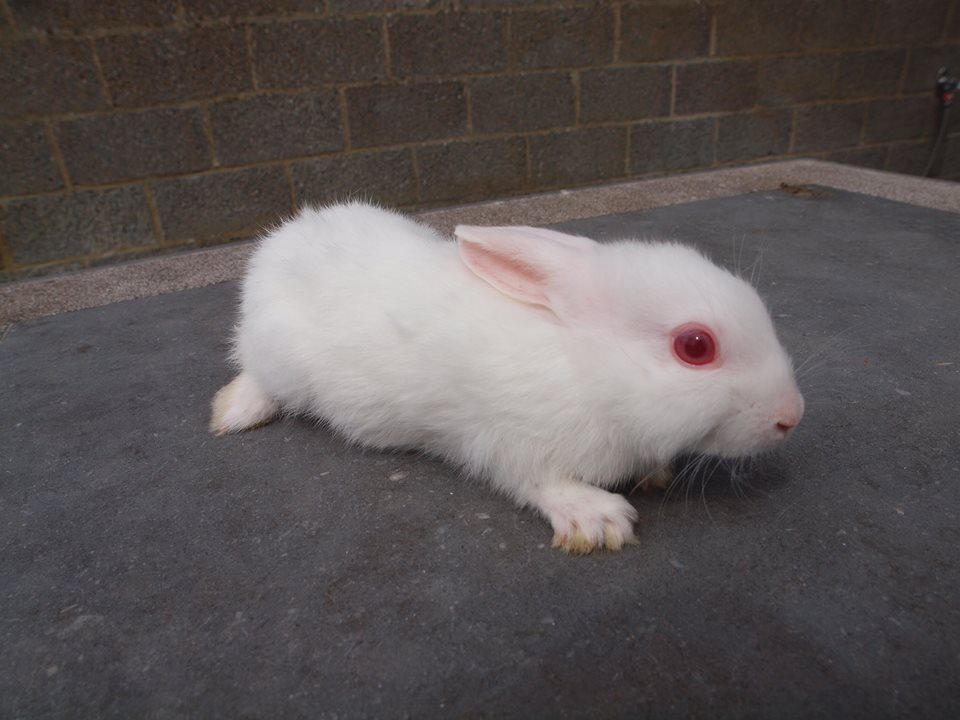 Het Vrolijke Konijnenhol: TER ADOPTIE: albino jongen