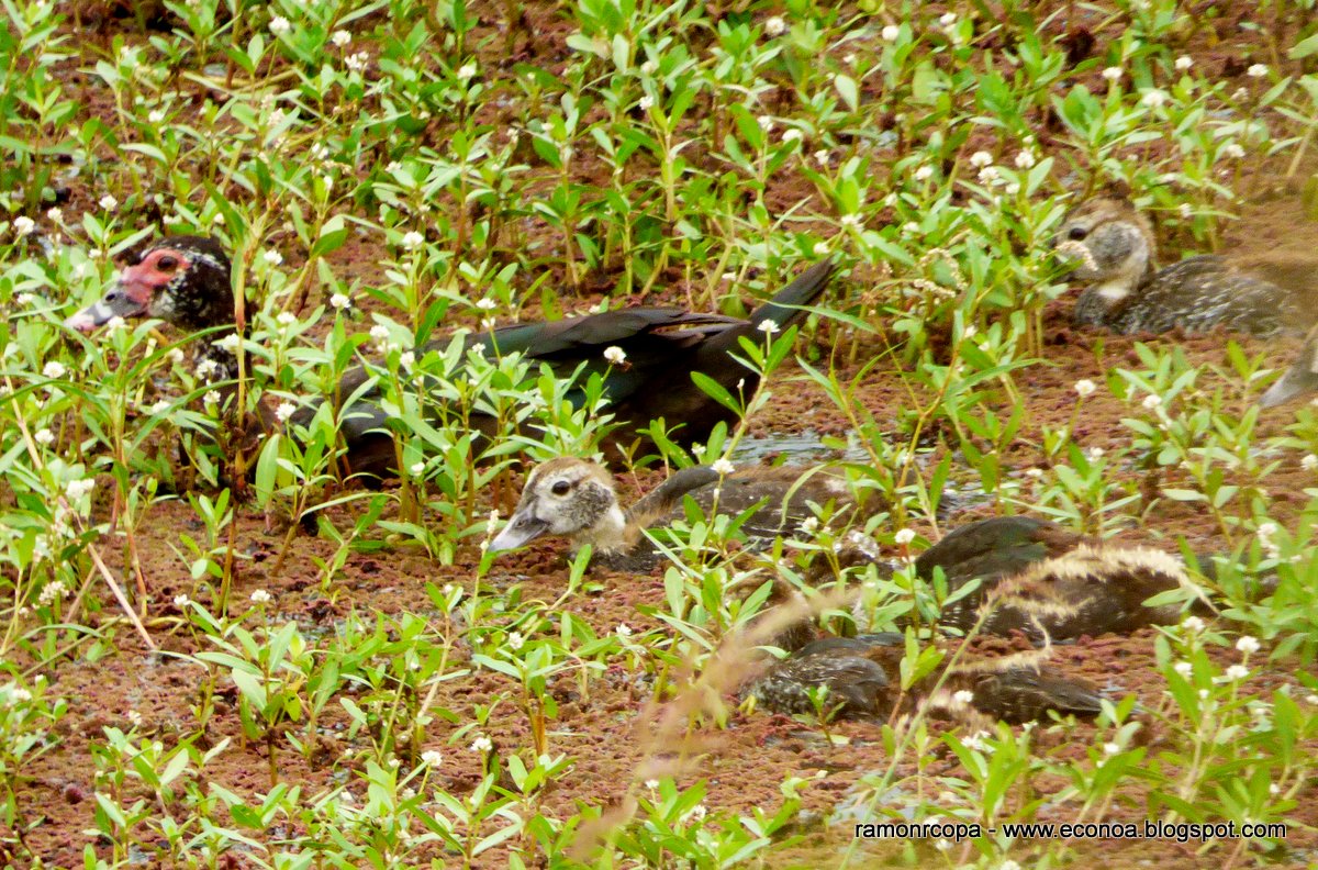 Aves del NOA y algo mas..: Pato criollo(Cairina moschata)