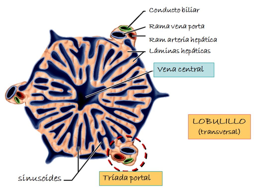 El Mundo de la Fisiologia : Lobulillo Hepatico