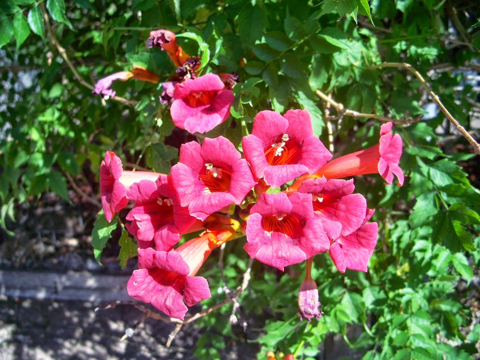 On The Third Day Of Christmas At Trees That Please....