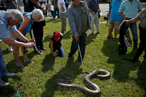 OL'MAN Outdoors: UPDATE: 2013 Python Challenge competitors turn in 68 ...