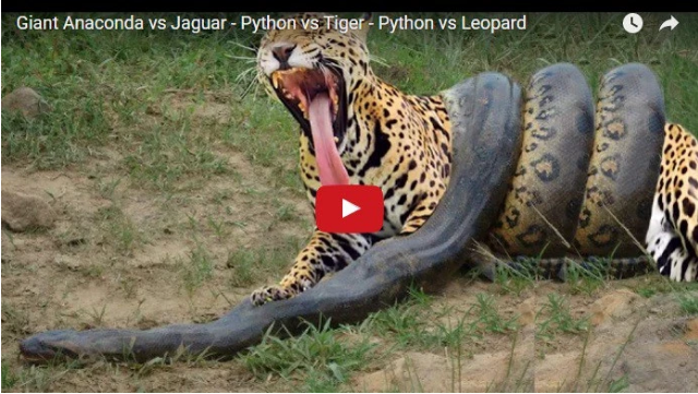 Video: Giant Anaconda vs Jaguar – Python vs Tiger – Python vs Leopard ...
