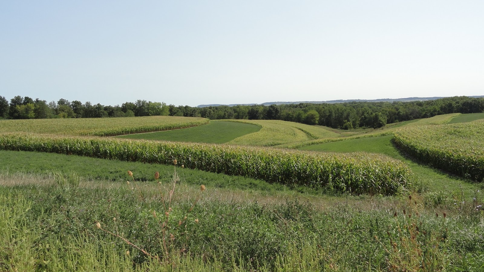 trike trips: Wisconsin corn fields