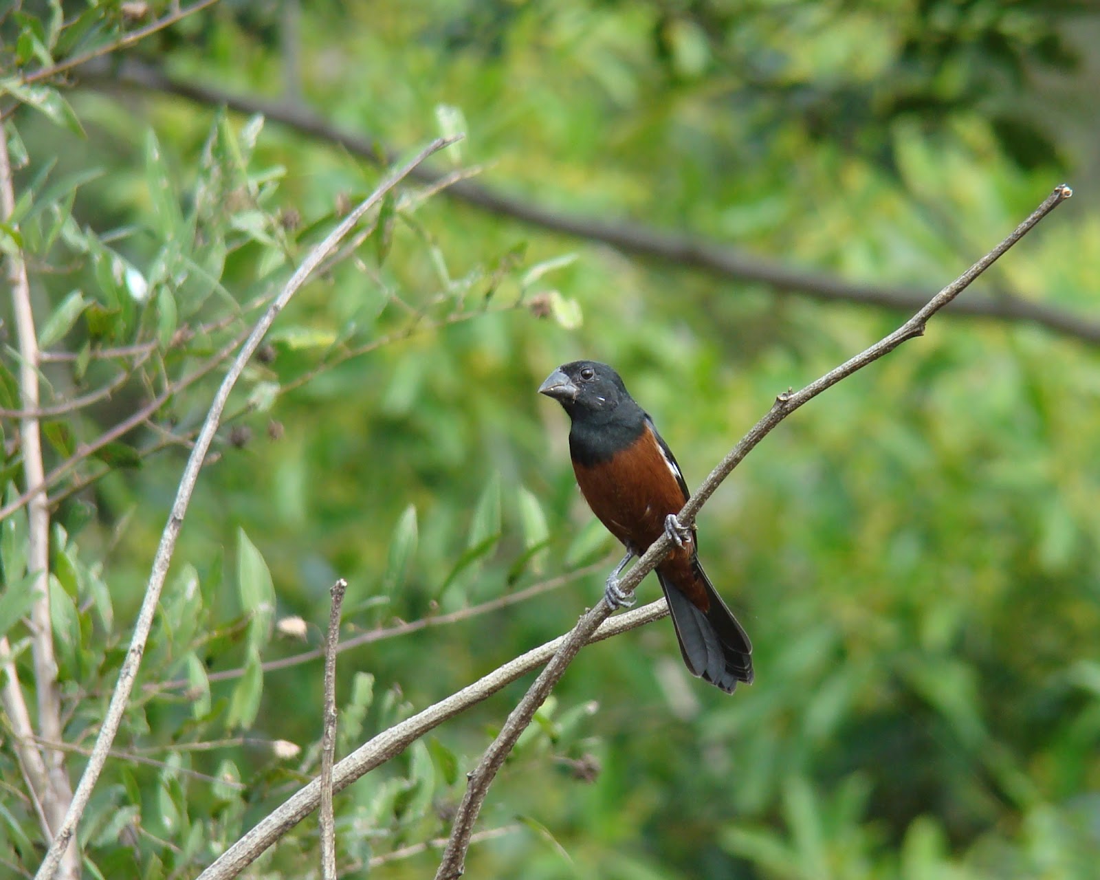 Imagens De Papa Capim - RETOEDU