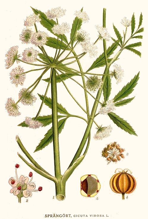 Plantas mágicas 48: La Cicuta : Mi Rincón Mágico