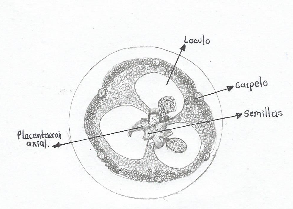BIOLOGÍA VEGETAL II: LA FLOR