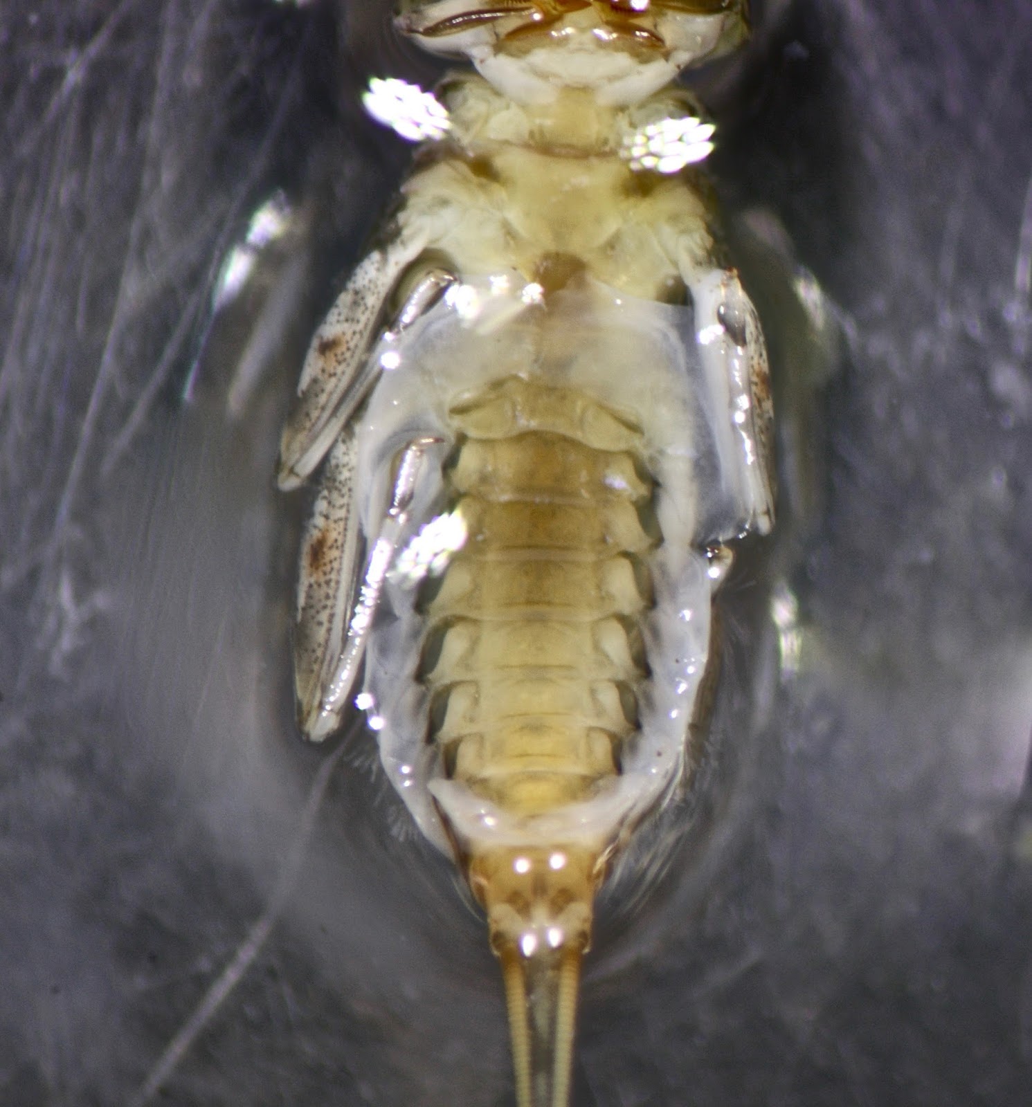 Aquatic Insects of Central Virginia: A "Cheat Sheet" for the flatheaded ...