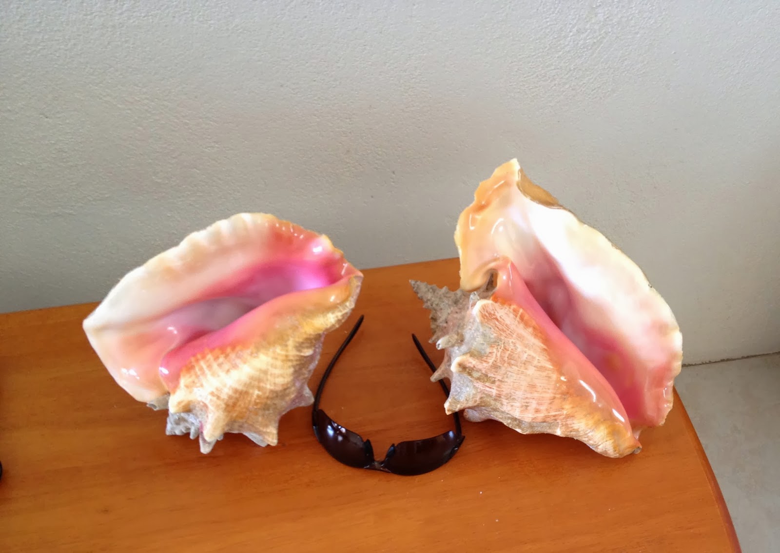 The Adventure Continues: Conch