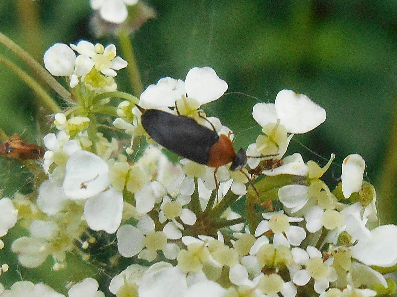 Non-Stop Birding: BEETLEJUICE