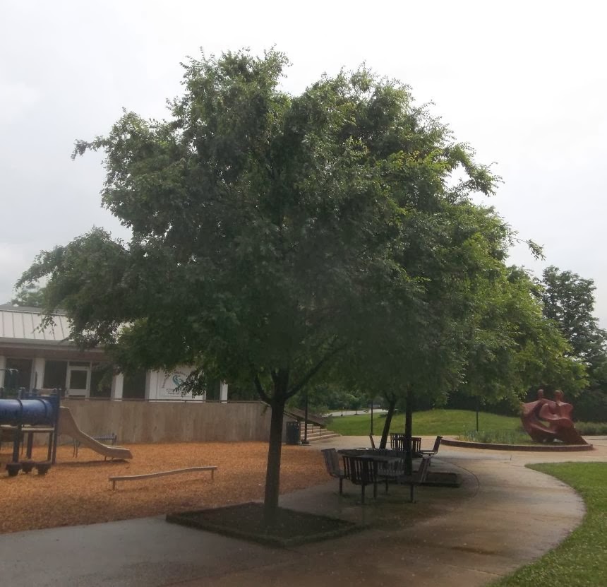 Future Plants by Randy Stewart: Elms