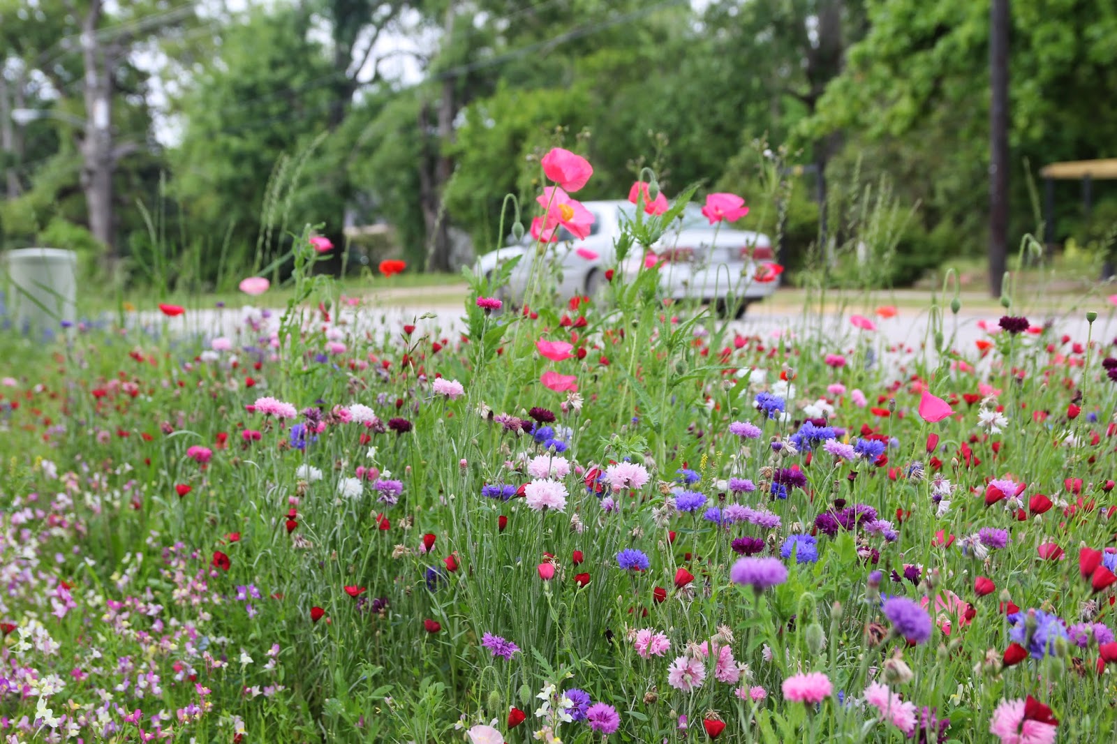 The H Factor: Gratuitous Wildflower Post (Happy Spring!!)