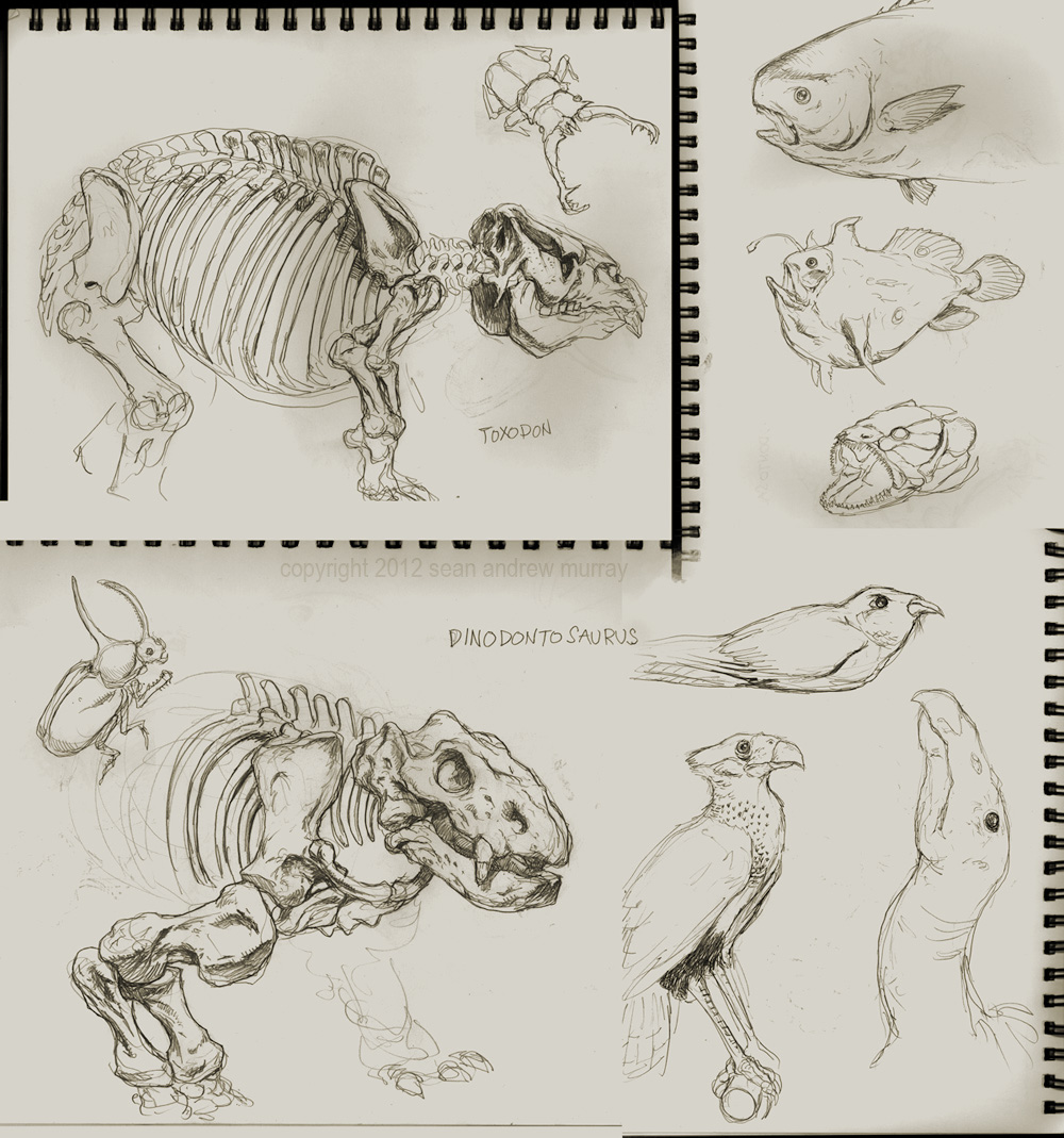 SEANandrewMURRAY'S sketchblog: Harvard Natural History Museum Sketches ...