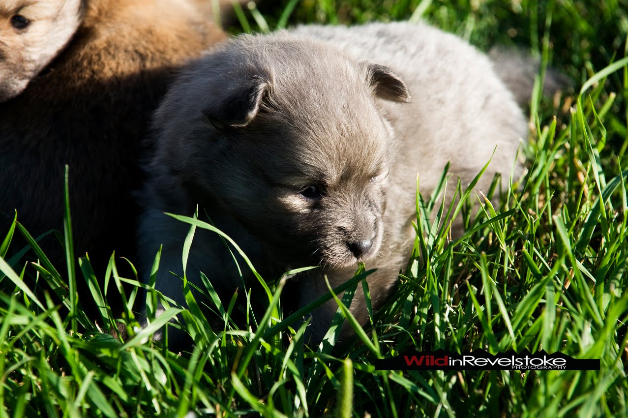Wildin BC Photography: Pomino Puppies #4