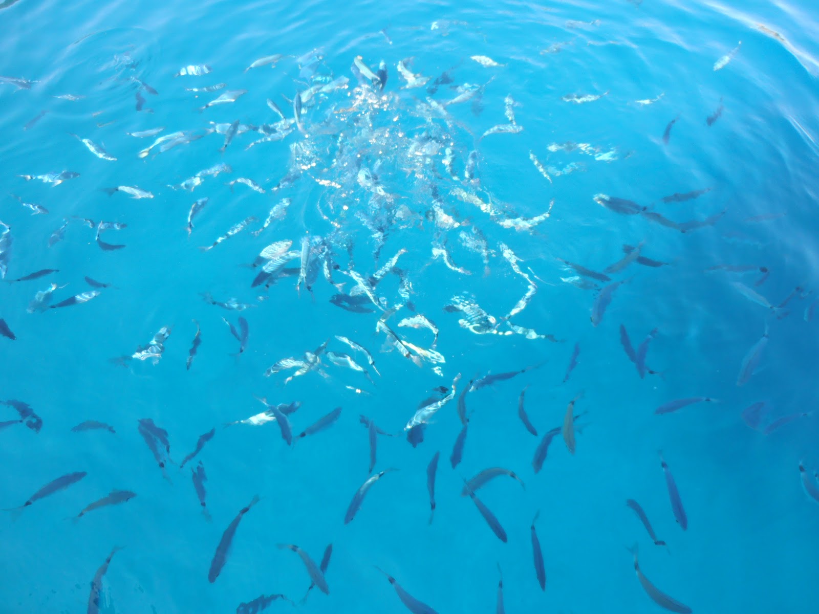 Envoy In The Med: KEFALONIA’S FANTASTIC FOKI BAY, AND CAPTAIN CORELLI’S ...