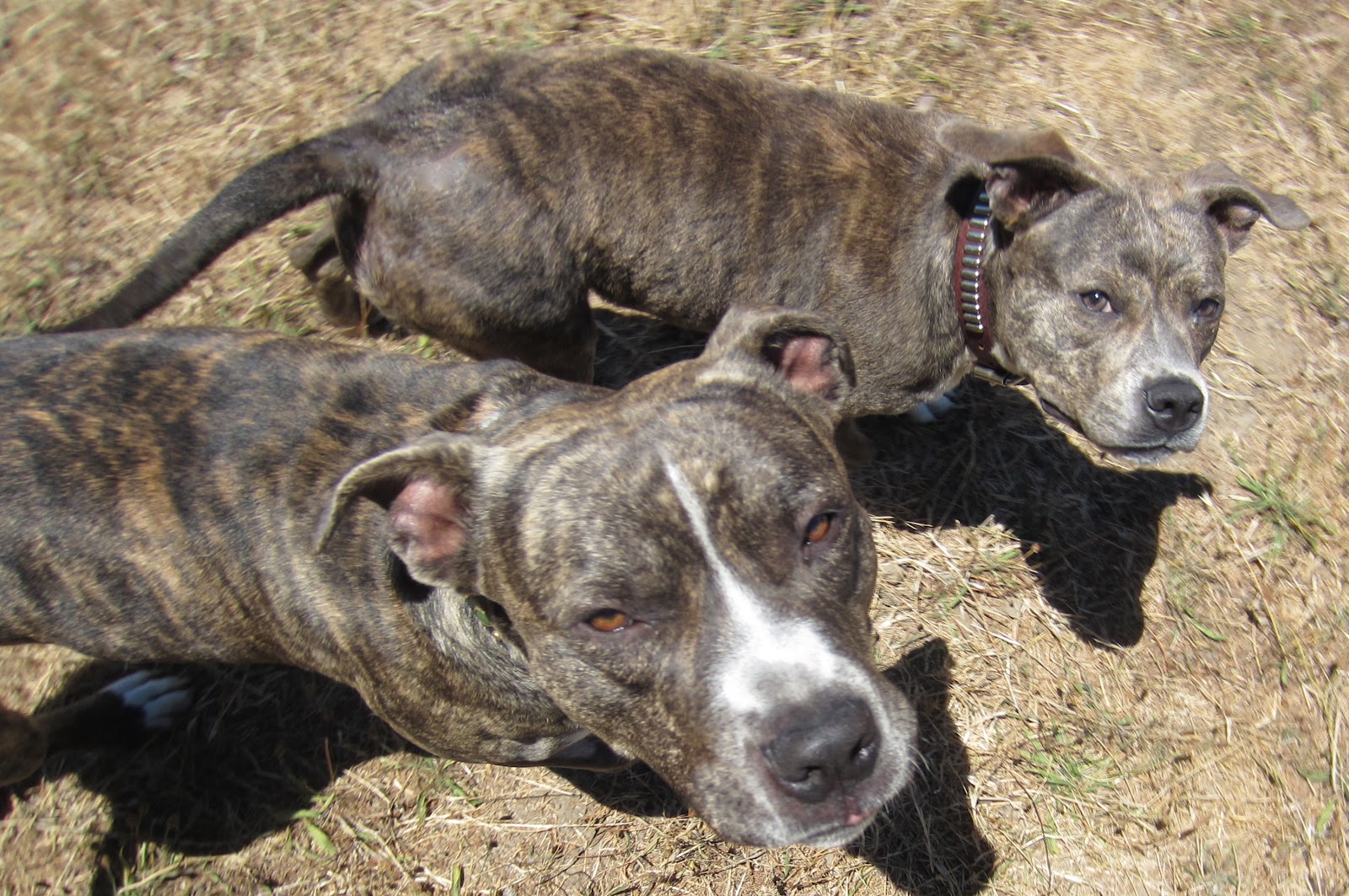 BADRAP Barn Blog: The Brindle Dogs