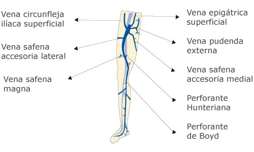 Rote Vascular: Repaso Anatómico
