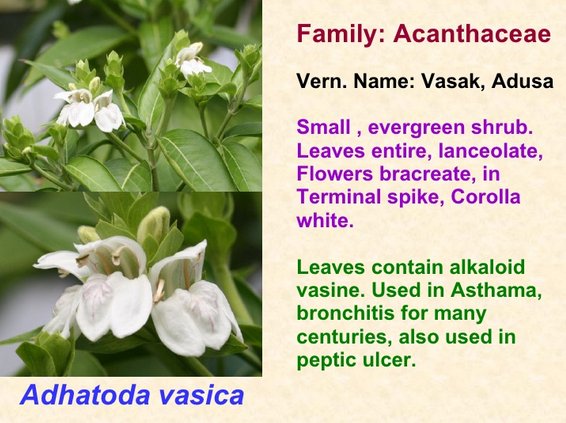 Adusa ke Aushdhaiy Prayog | अडूसा के औषधीय प्रयोग | Medicine Uses of ...