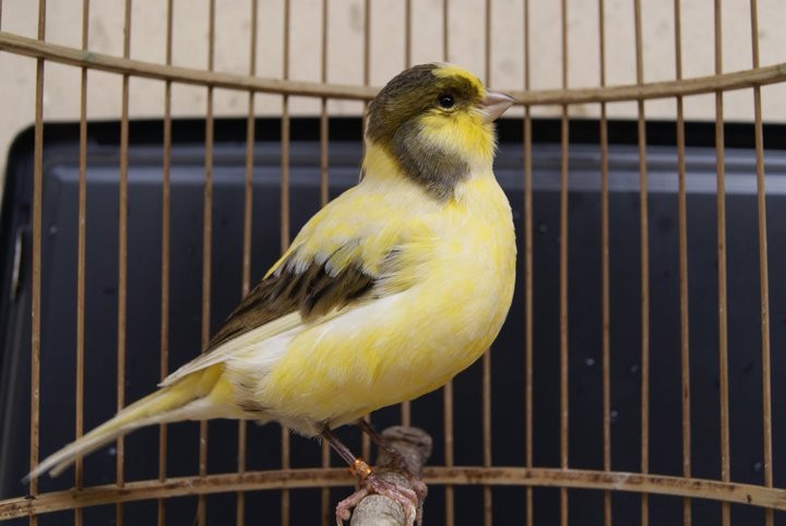 Dunia Kenari: Border Fancy Canary