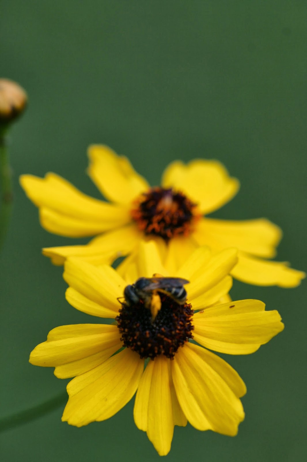 Native Florida Wildflowers: Leavenworth's Tickseed - Coreopsis ...