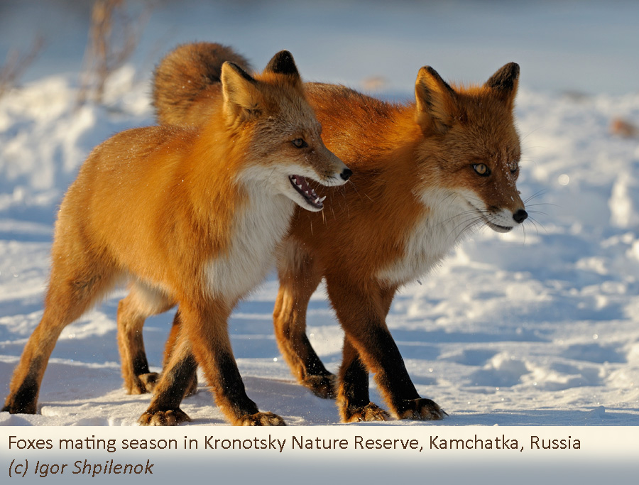 Igor Shpilenok: Red fox wedding.