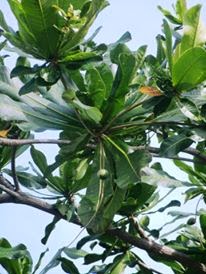 Photographic Handbook of Phil. Plants and Flowers: T