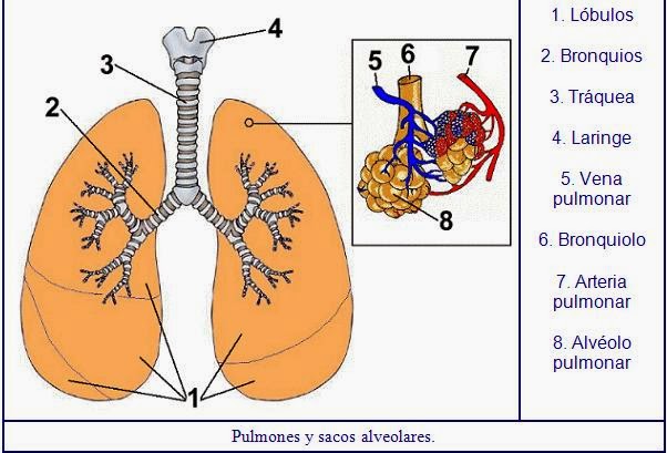 Biología y Geología Toni: 3º ESO. TEMA 6. APARATO RESPIRATORIO