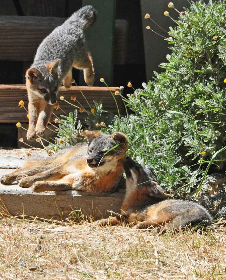 Friends of the Island Fox