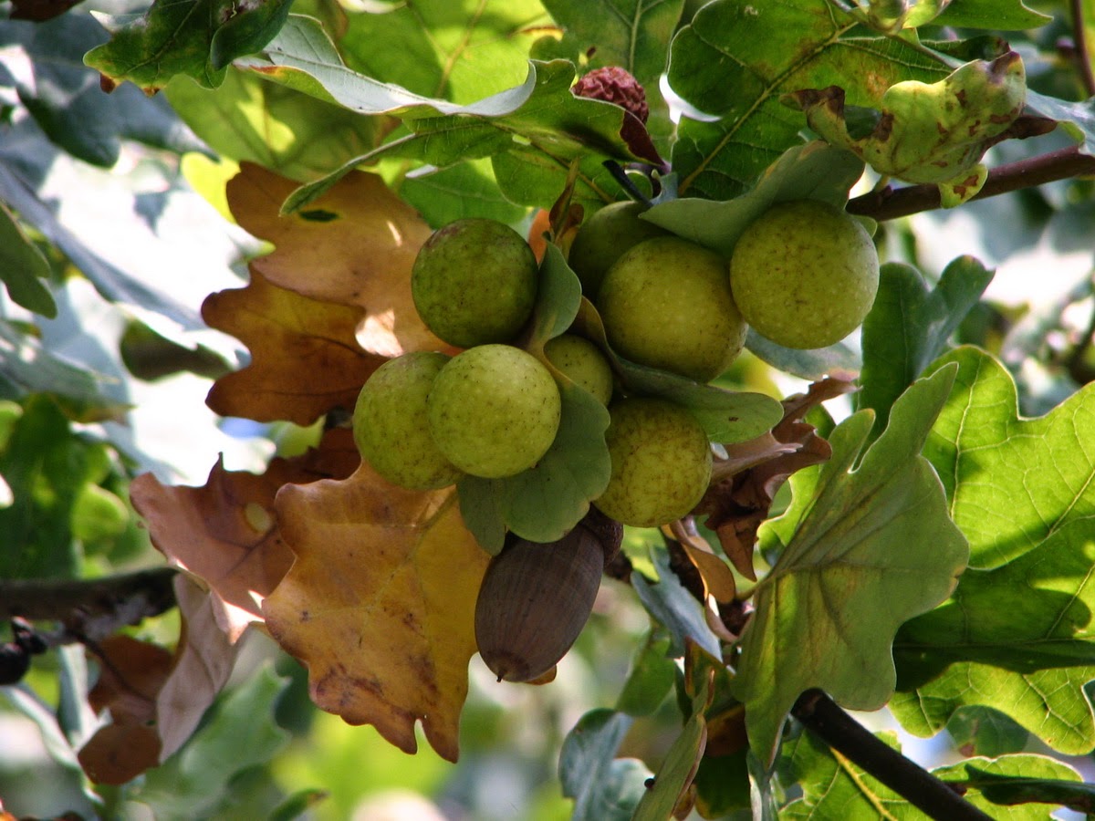 LA MULTI ANI, ROMANIA!: Mana pe stejar