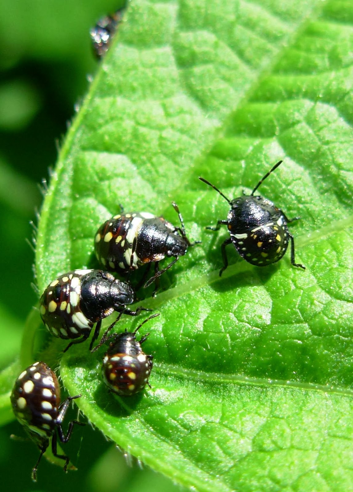Les jardins de Petite Lande: Formation Protection Biologique Intégrée (PBI)