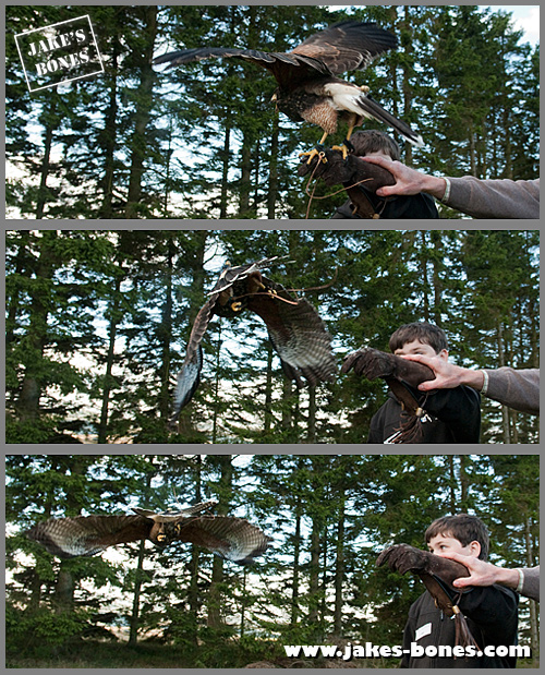 Learning how to handle a Harris Hawk : Jake's Bones