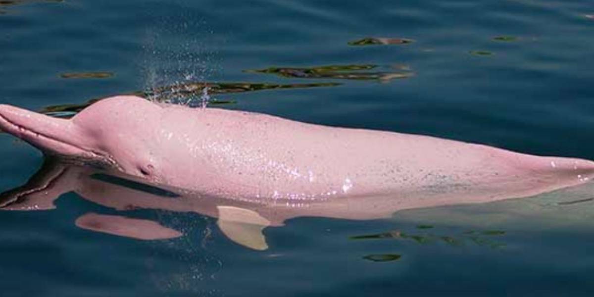 El delfín rosado del Amazonas está cerca de la extinción | Conocer Ciencia