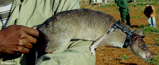 Cat-Sized Rats Survive in Florida - Funtuna