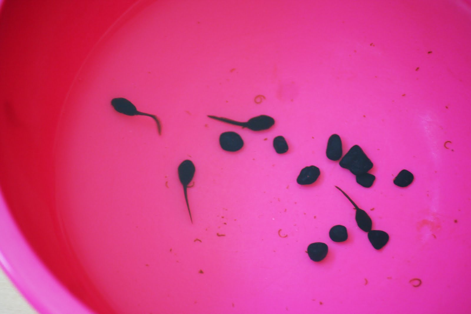 Lilly and the brothers: The Great Tadpole Experiment of 2011 & Basic ...