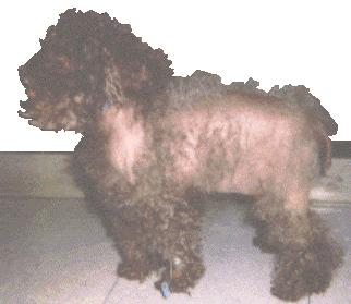 The dog in world: Dogs : Cushing's Disease (Hyperadrenocorticism)