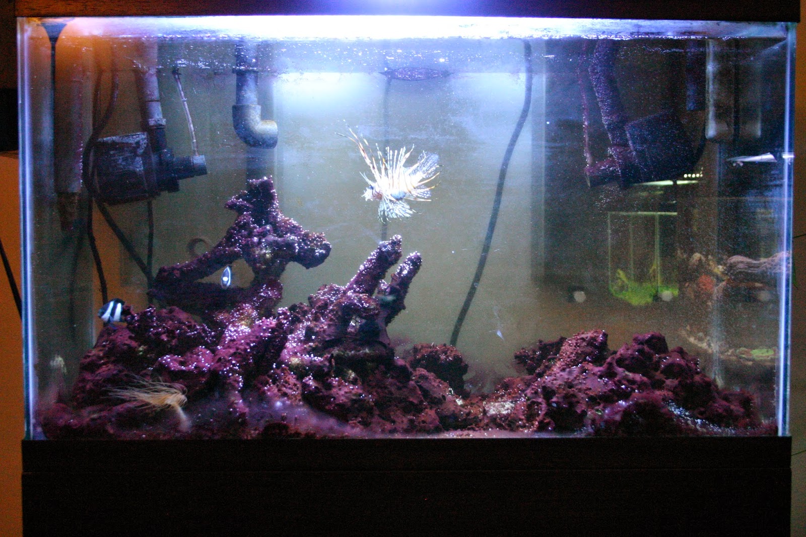 29g AGA Reef Tank