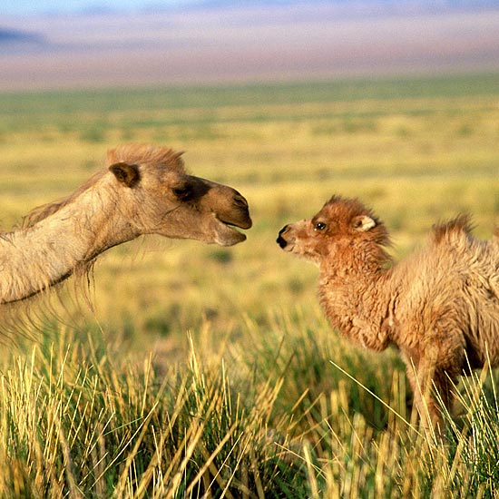 Amanda Good: Even More