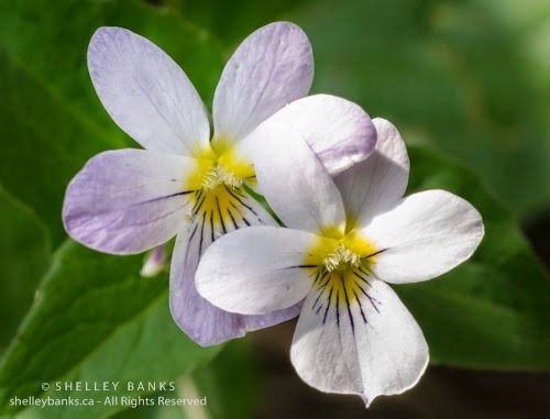 Prairie Wildflowers: Western Canada Violets in Shade Beside a Field