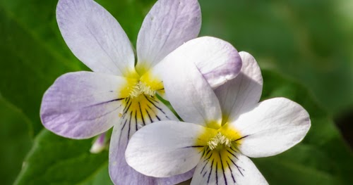 Prairie Wildflowers: Western Canada Violets in Shade Beside a Field