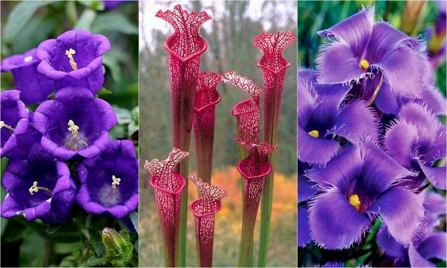 Keindahan Bunga Yang Cantik & Mempersonakan - AlamBlogr