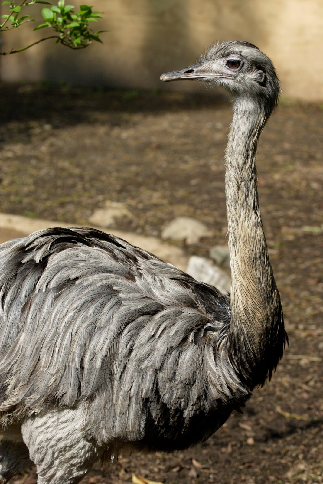 Programa Animal: Ema