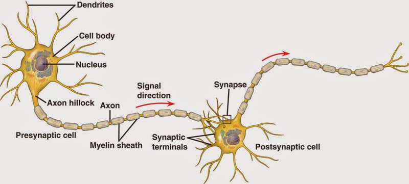 Mine...: SISTEM KOORDINASI PADA MANUSIA
