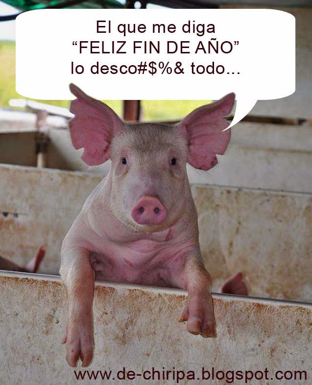 De Chiripa: ¿Qué creen los cerdos de fin de año?
