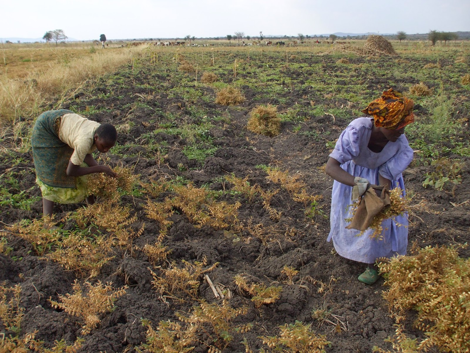 KILIMO | UFUGAJI | UJASIRIA MALI: Kilimo bora cha Dengu