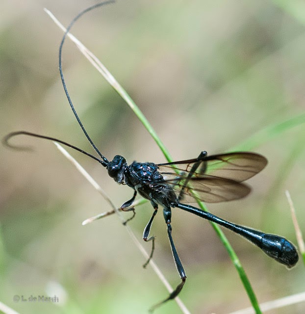 Springfield Plateau: Pelecinid Wasp