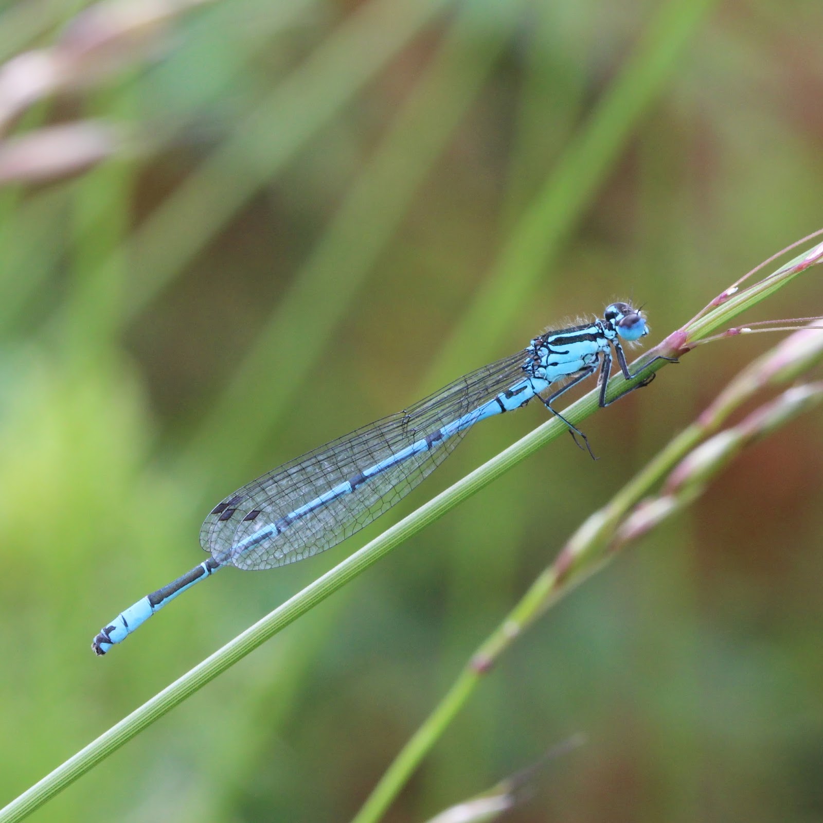 TrogTrogBlog: Azure damselfly