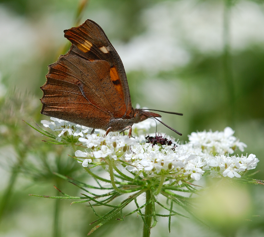 Butterfly Islands: Nettle Tree Butterfly