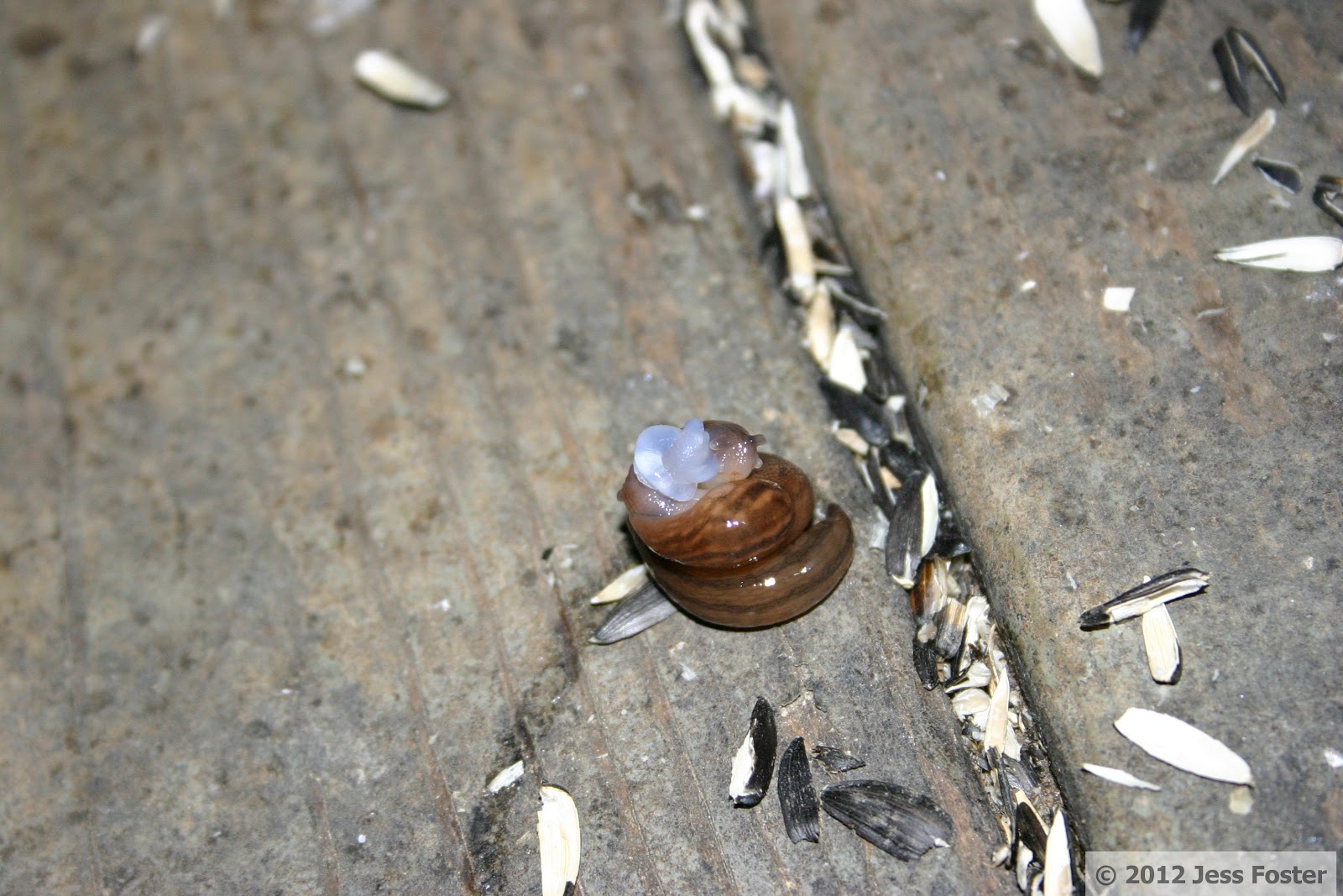 Sluggin' Along: Mating Slugs: Copulation - Sperm Exchange - Part 1