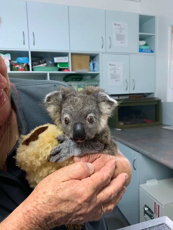 Baby Koala Makes Amazing Recovery After Nearly Dying In Australian Bushfire